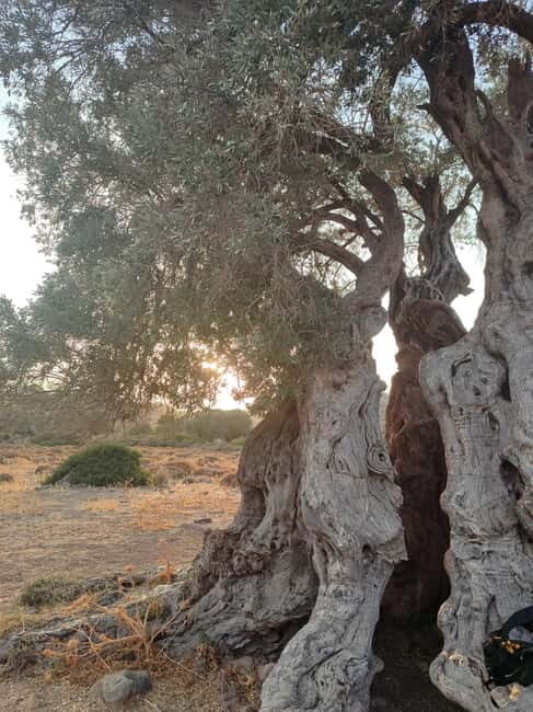 Aegina: Ancient Olive Grove (Eleonas) & Perdika Village Tour - Why This Tour Stands Out