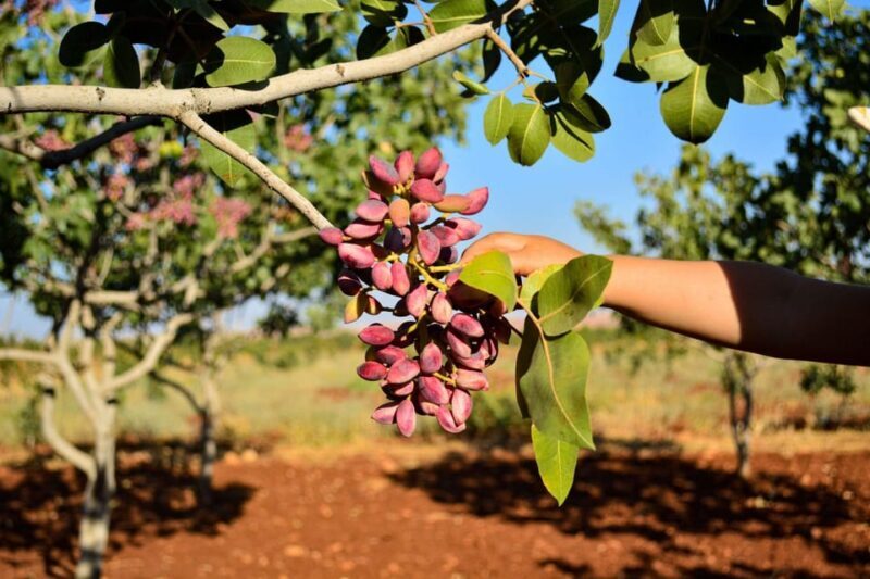 Aegina: Organic Pistachio Orchard Tour with Factory Visit - Final Thoughts on Value and Authenticity