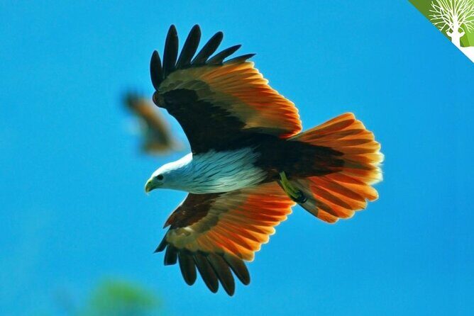 Affordable Langkawi Group Tour - SkyCab, Sky Bridge & Highlights - Introduction: A Practical Look at the Langkawi Highlights Tour