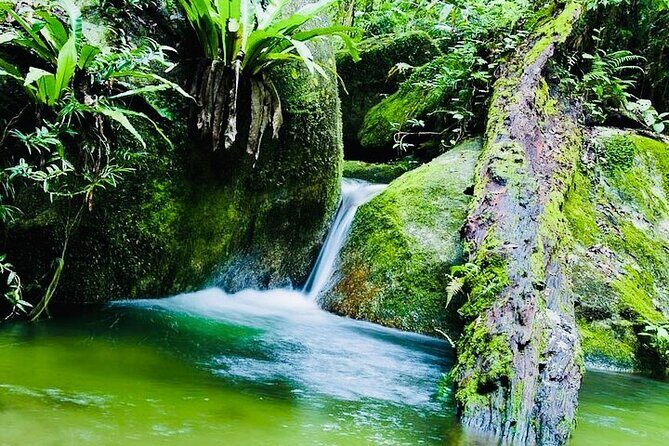 Affordable Return Mossman Gorge from Port Douglas Transfers - An Honest Look at the Transport Experience