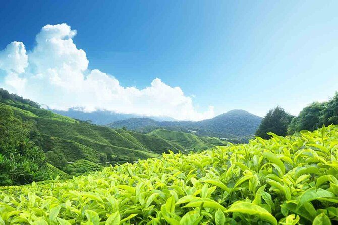 Affordable transfer from Kochi to Munnar - Who Should Book This?