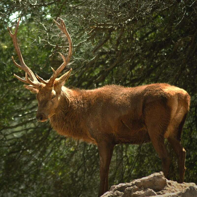 Africam Safari Conservation Park - Key Points