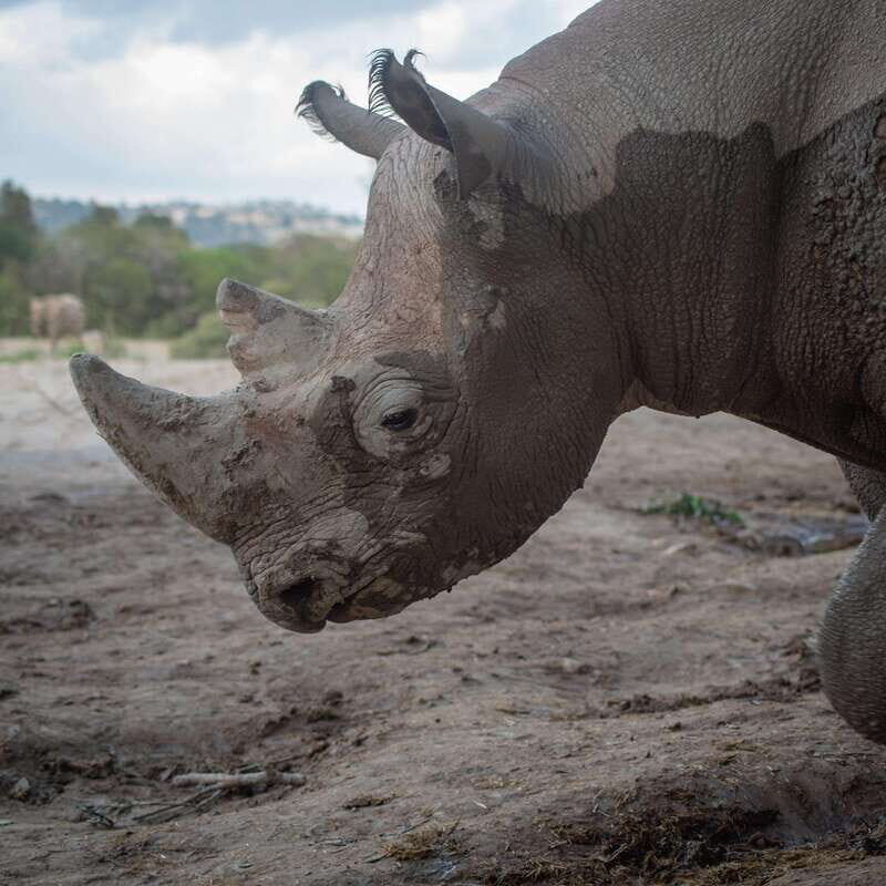 Africam Safari Conservation Park - A Practical, Enjoyable Day at Africam Safari