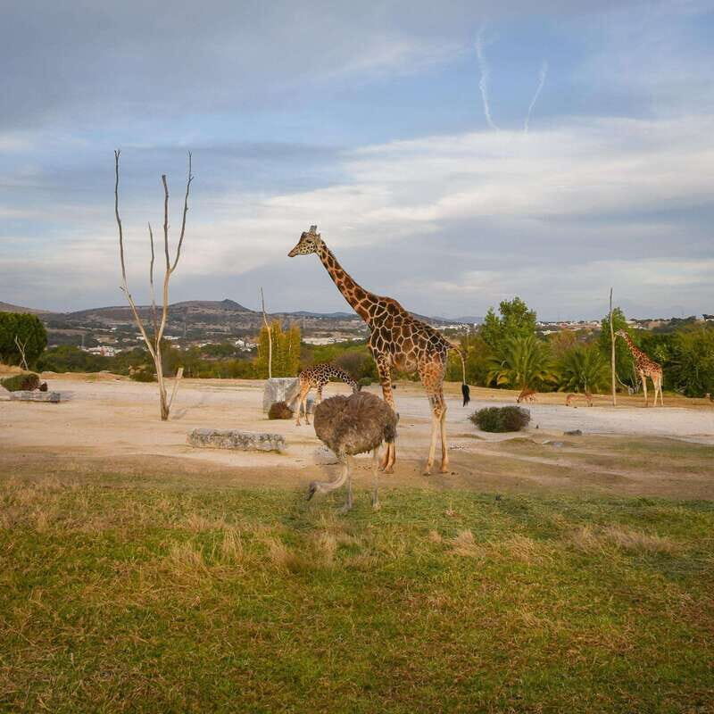 Africam Safari Conservation Park - Transportation and Logistics