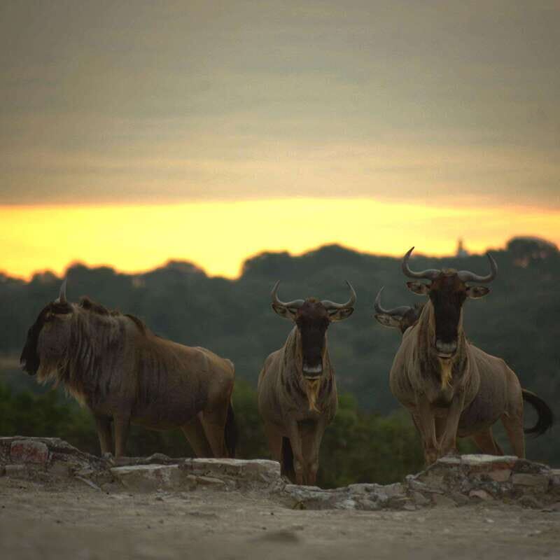 Africam Safari Conservation Park - Insight from Visitors