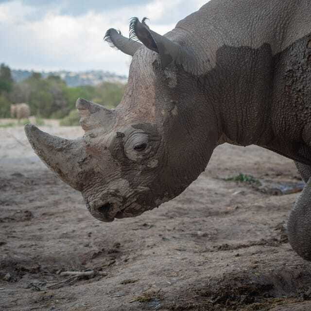Africam Safari Conservation Park - Final Thoughts