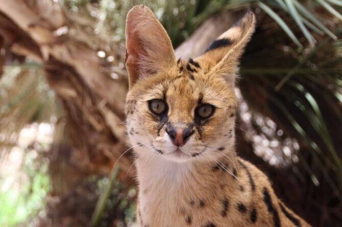 African Cat Experience at Werribee Open Range Zoo - excl. entry - Introduction: An Upscale Look at a Unique Wildlife Encounter
