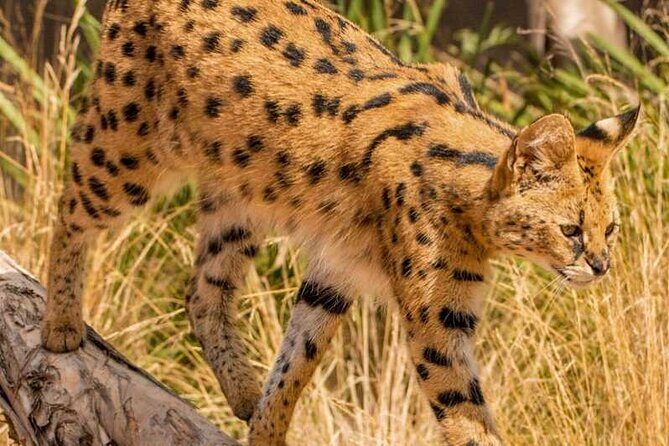 African Cat Experience at Werribee Open Range Zoo - excl. entry - Key Points