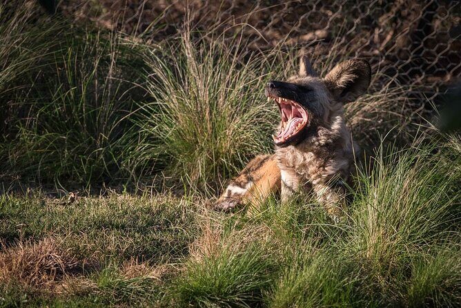 African Wild Dog Experience at Werribee Open Range Zoo - Key Points