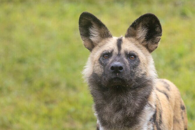 African Wild Dog Experience at Werribee Open Range Zoo - What to Expect from the Tour