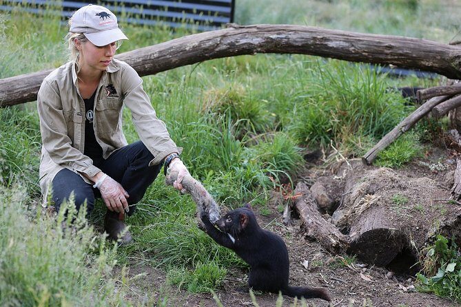 After Dark Tasmanian Devil Feeding Tour at Cradle Mountain - A Detailed Look at the Experience
