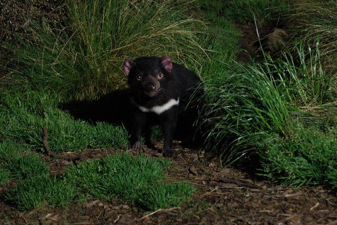 After Dark Tasmanian Devil Feeding Tour at Cradle Mountain - Why This Tour is Worth Considering
