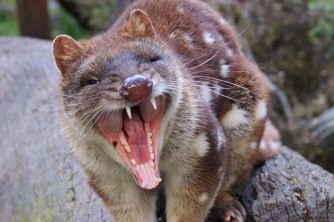 After Dark Tasmanian Devil Feeding Tour at Cradle Mountain - Final Thoughts on Value and Authenticity