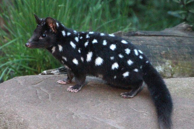 After Dark Tasmanian Devil Feeding Tour at Cradle Mountain - Frequently Asked Questions