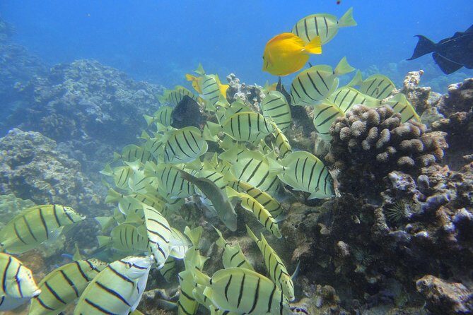 Afternoon Adventure Snorkel from Ka'anapali - An In-Depth Look at the Tour Experience