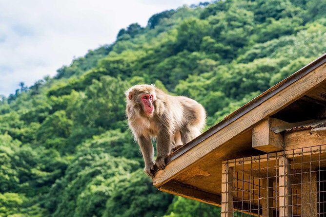 Afternoon Arashiyama Bamboo Forest & Monkey Park Kyoto Bike Tour - An In-Depth Look at the Experience