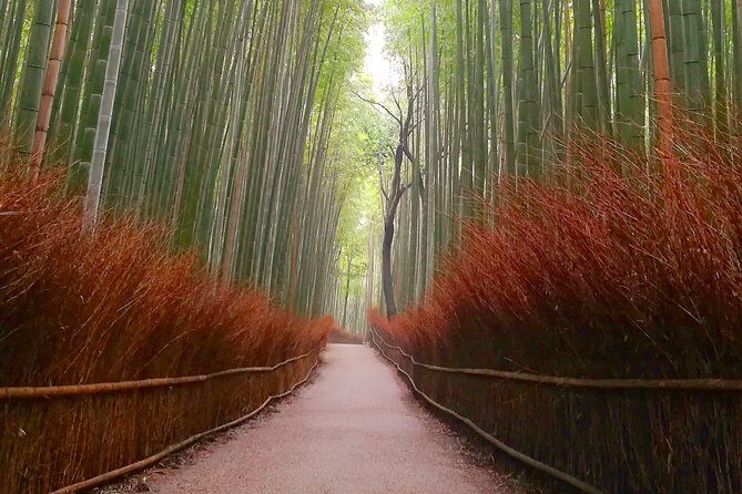 Afternoon Arashiyama Bamboo Forest & Monkey Park Kyoto Bike Tour - Pricing and Value
