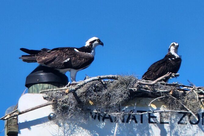 Afternoon Crystal River Ecological Boat Tour - Introduction: A Gentle Glimpse of Florida’s Wildlife Magic