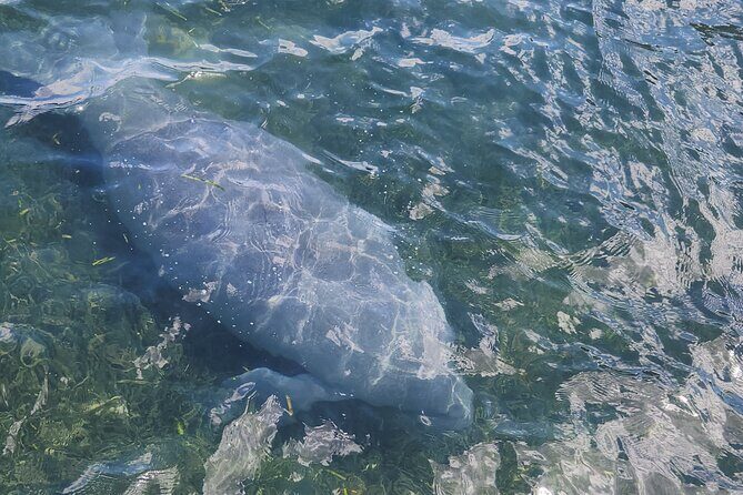 Afternoon Crystal River Ecological Boat Tour - The Experience in Detail: Its the Small Things That Matter
