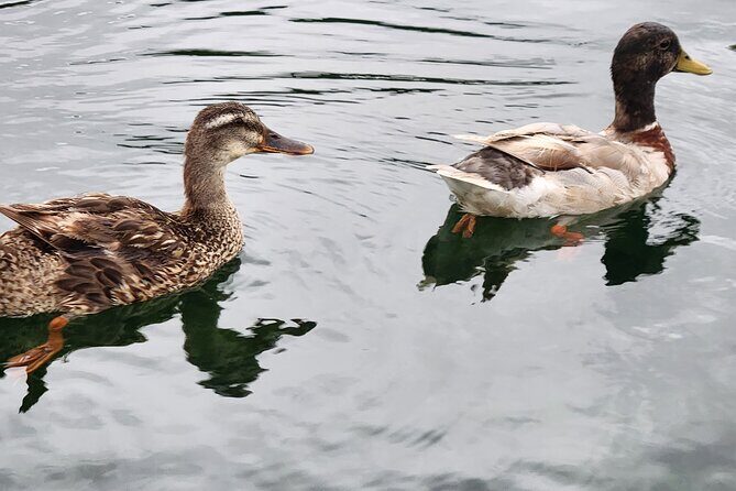 Afternoon Crystal River Ecological Boat Tour - Who Would Love This Tour?