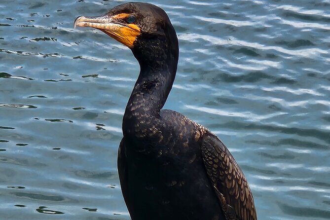Afternoon Crystal River Ecological Boat Tour - The Sum Up: A Simple, Authentic Florida Experience