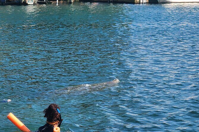 Afternoon Crystal River Ecological Boat Tour - FAQ