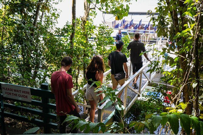 Afternoon Daintree Tour with River Cruise from Port Douglas - A Closer Look at the Experience