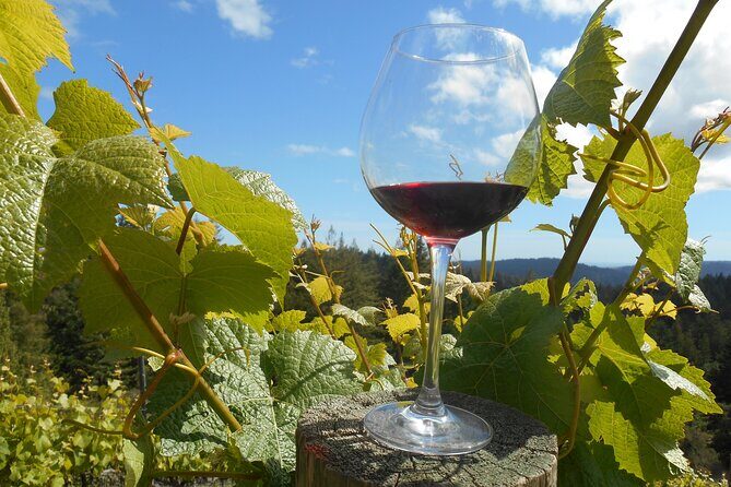 Afternoon Half-day Carmel Valley Wine Tasting Tour - Authentic Experiences and Traveler Perspectives