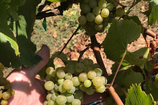 Afternoon Half-day Carmel Valley Wine Tasting Tour - The Sum Up