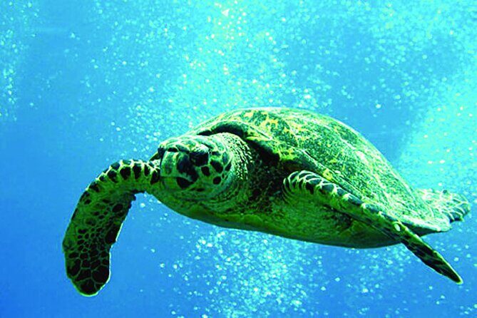 Afternoon Hawaiian Green Sea Turtle and Dolphin Snorkel and Sail - An Enthusiastic Look at the Oahu Snorkel and Sail