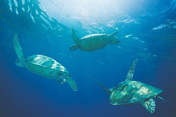 Afternoon Hawaiian Green Sea Turtle and Dolphin Snorkel and Sail - The Sum Up: Is this tour right for you?