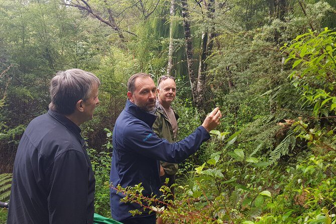 Afternoon Piha Beach and Rainforest Tour from Auckland - Key Points