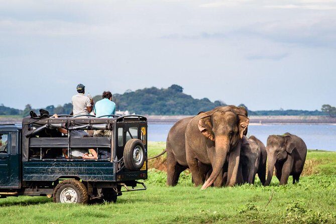 Afternoon Safari at Minneriya National Park - Introducing the Minneriya Safari Experience