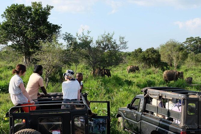 Afternoon Safari at Minneriya National Park - Analyzing Value: Price and Experience