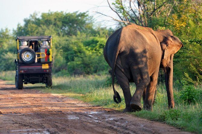 Afternoon Safari at Minneriya National Park - Final Thoughts