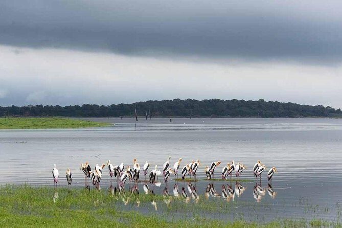 Afternoon Safari to Kaudulla National Park - The Value of This Tour