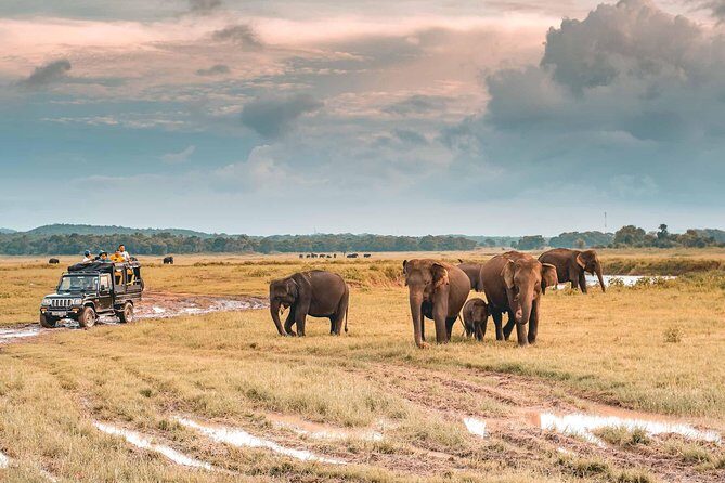 Afternoon Safari to Kaudulla National Park - Final Thoughts