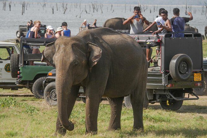 Afternoon Safari to Kaudulla National Park - FAQ