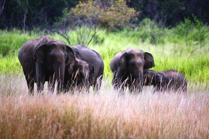 Afternoon Safari to Maduru Oya National Park - Key Points