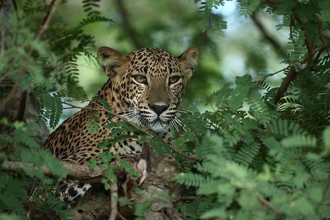 Afternoon Safari to Yala National Park - A Detailed Look at the Experience