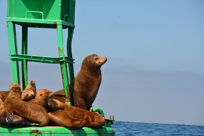 Afternoon Sail On A Charming Vintage Yacht Beer &. Wine Included - The Real Stories: What Guests Are Saying