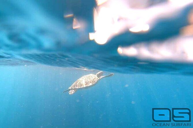 Afternoon Snorkel, Pizza & Sunset Tour departing from St. Thomas & St. John - Analyzing the Value