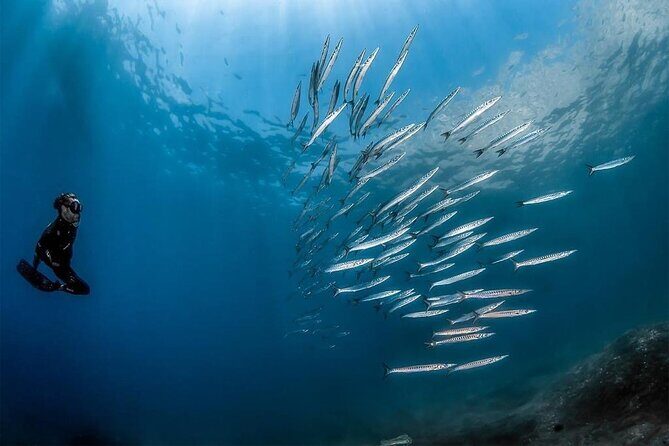 Afternoon snorkelling guided by a marine biologist in Sorrento - Getting to Know the Tour: What to Expect