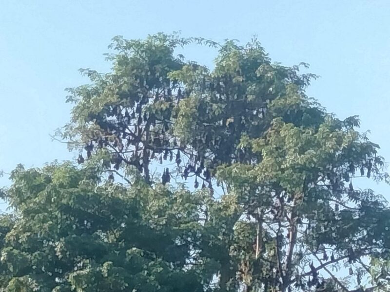 Afternoon Tour: Bamboo Train, Killing Cave &Bat Cave - Who It’s Best For