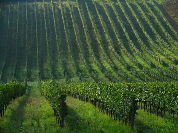 Afternoon Tour of the Chianti Wine Region in Tuscany - What Sets This Tour Apart?