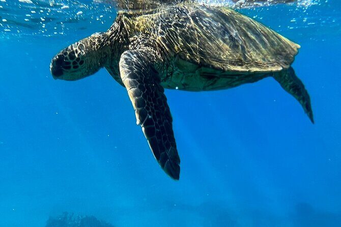 Afternoon Turtle Town Snorkel at Coral Gardens - Introduction