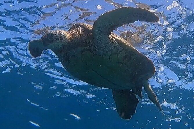 Afternoon Turtle Town Snorkel at Coral Gardens - Key Points
