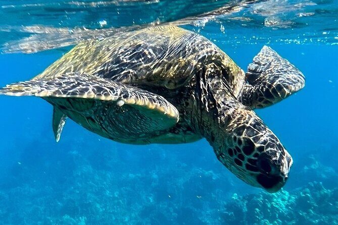 Afternoon Turtle Town Snorkel at Coral Gardens - The Value and Practical Aspects