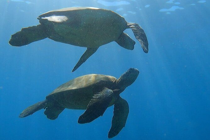Afternoon Turtle Town Snorkel at Coral Gardens - The Sum Up
