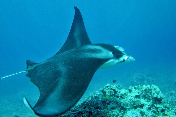 Afternoon West Maui Snorkel from Kaanapali Beach - An Easy-Going Ocean Adventure for Relaxed Travelers